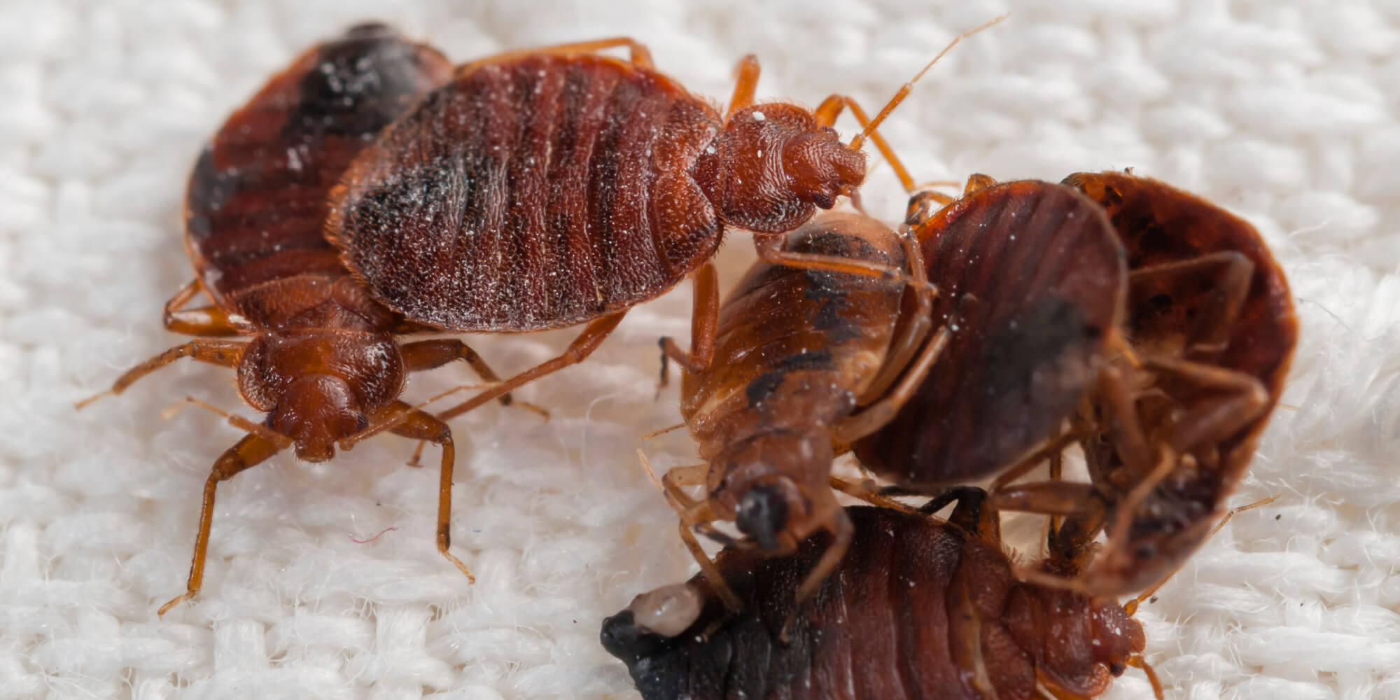 Bed Bug Registry